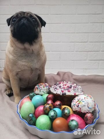 Мопсы для прогулок