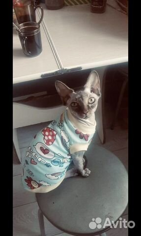 Канадский сфинкс