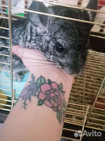 Шиншилла вязка