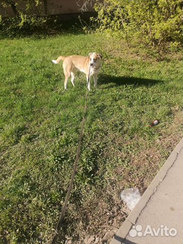 Сабака в добрые руки