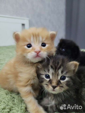 Курильский бобтейл котята