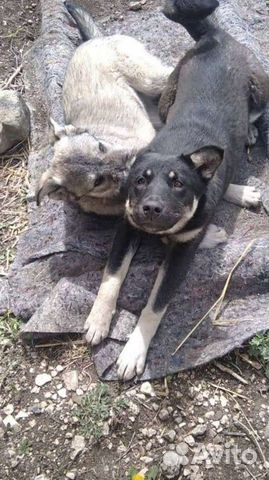 Две сестрички,ищут родителей