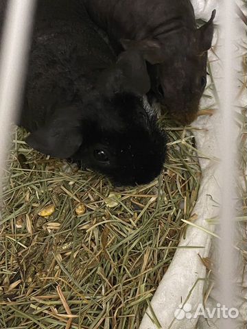 Морские свинки скинни пара с клеткой