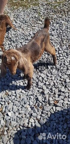 Англо нубийские козлята