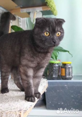 Матильда вислоушка