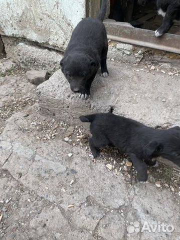 Щенята в добрые руки