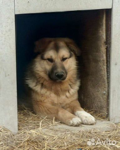 Собака Маша