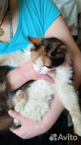 Кошка котенок в добрые руки