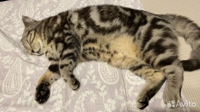 Кошка