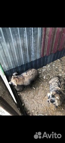 Енотовидная собака