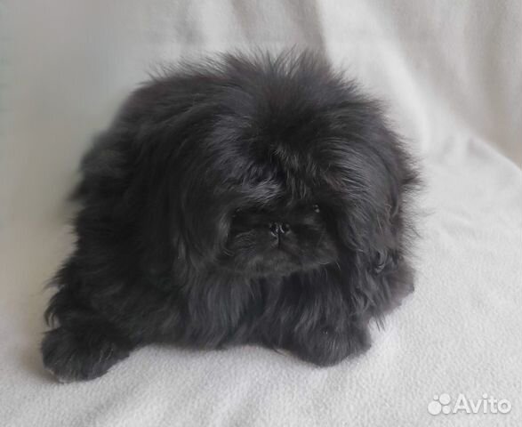 Щенки пекинеса