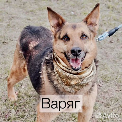 Варяг, необычайно спокойный взрослый пес, отдам