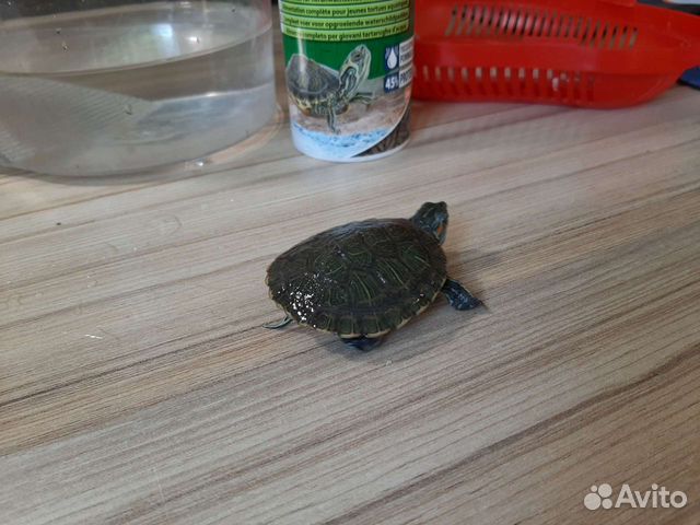 Красноухая черепаха бесплатно