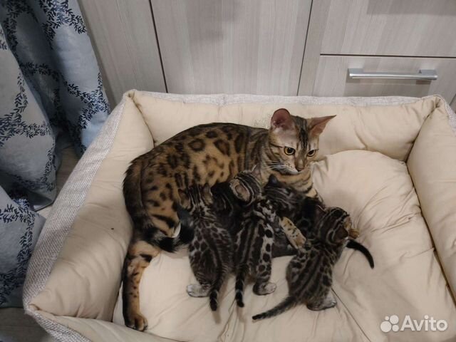 Бенгальские котята