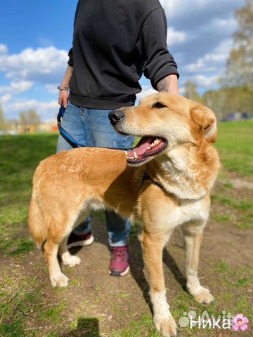 Собака в добрые руки