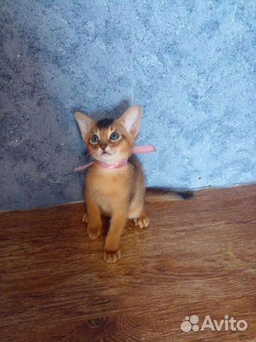 Абиссинские котята