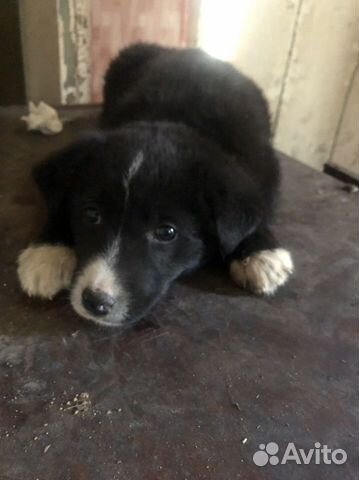 Щенок в добрые руки