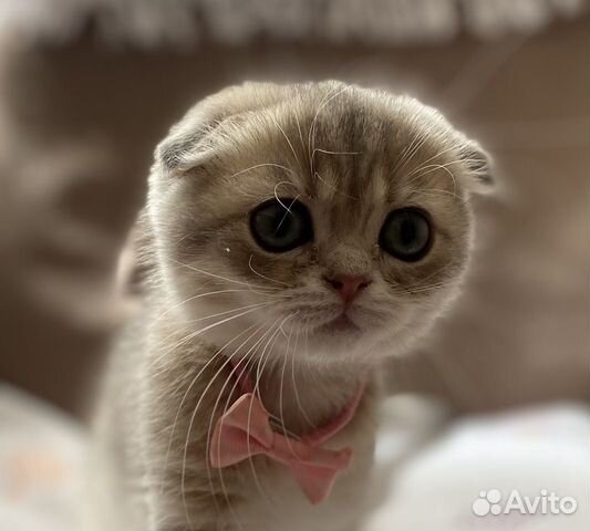 Зеленоглазая девочка