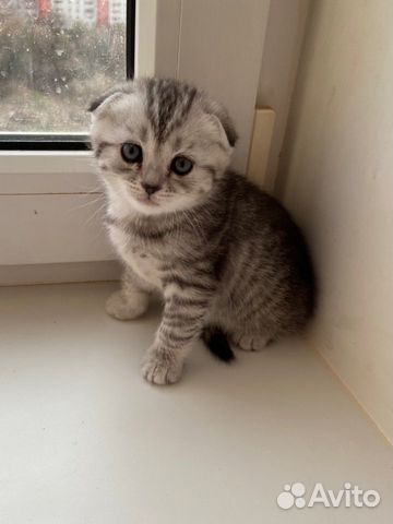 Шотландский вислоухий котенок