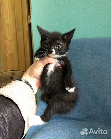 Чудесный маленький Котенок ищет дом