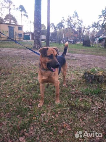 Собака в добрые руки