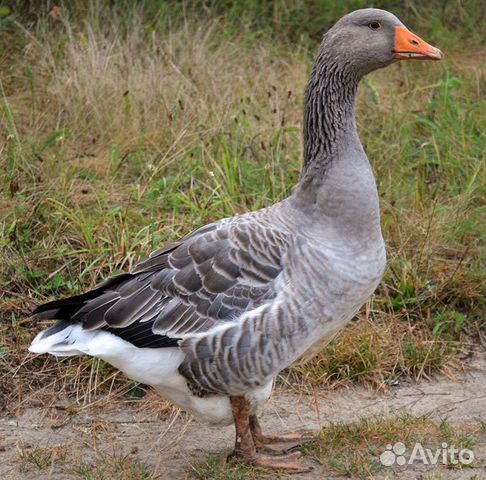 Крупные серые гуси