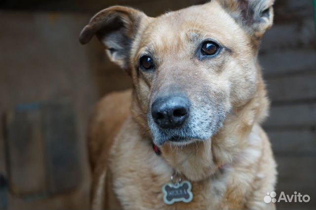 Мудрая Белла с приюта ждет своего человека