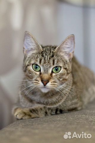 Кошка Моника