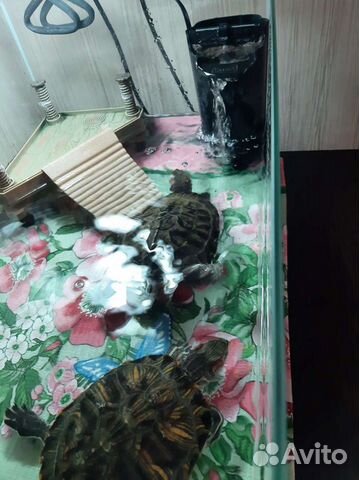 Домашние животные черепаха