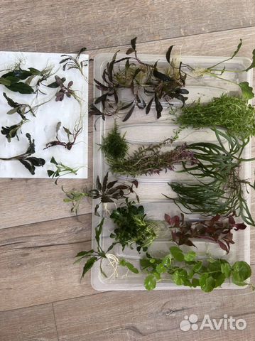 Буцефаландры анубиасы большой набор