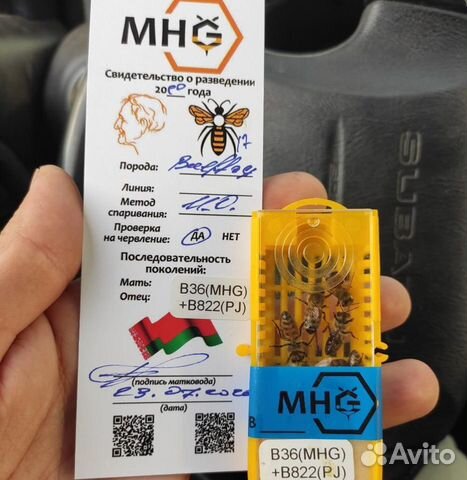 Матки бакфаст f1