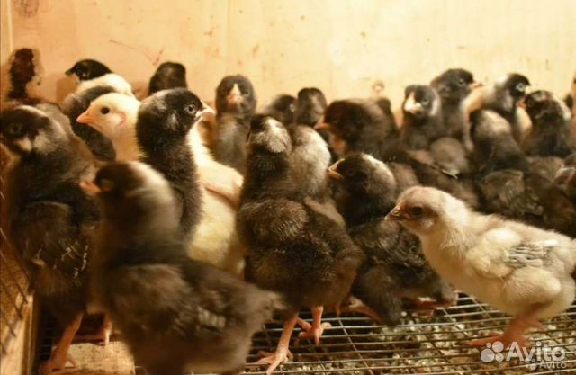 Суточные цыплята несушки