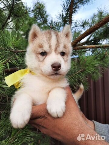 Красивый щенок хаски