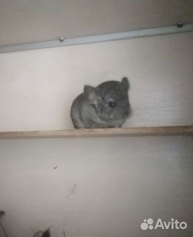 Шиншилленок, мальчик, стандарт, 2 мес