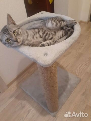Отдам бесплатно Кота