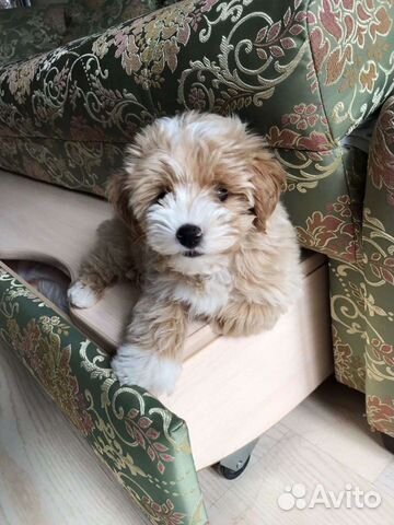 Мальтипу супер малыш ф1