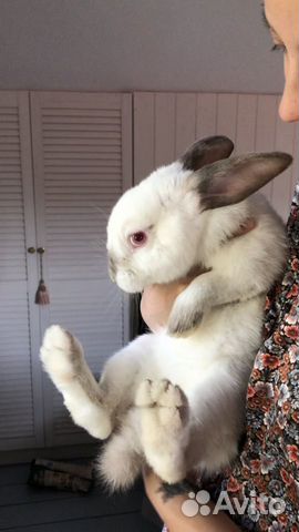 Кролик для радости, не для еды