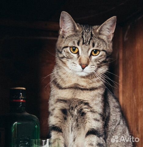 Котик Эльф ищет дом