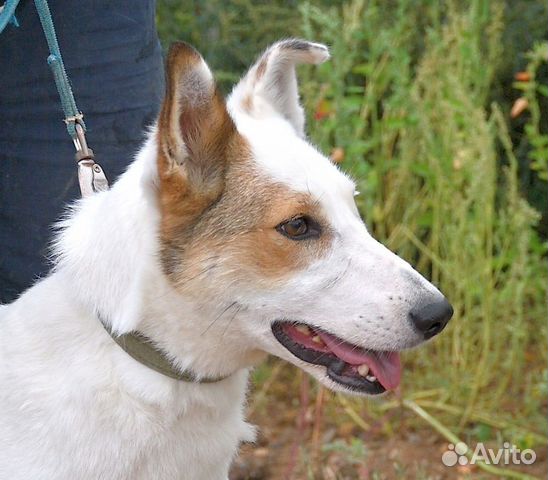 Белый Бим рыжее ухо