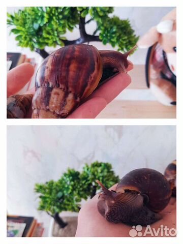 Улитки ахатины