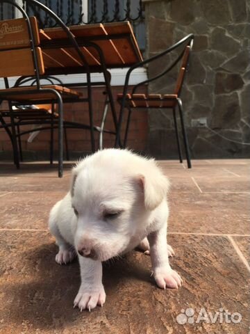 Собаки кутята бесплатно