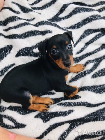 Щенки цвергпинчера