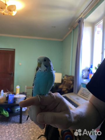 Ручной волнистик, самец