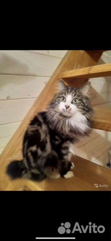 Курильский бобтейл