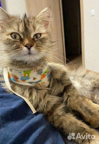 Красотка Мия в добрые руки