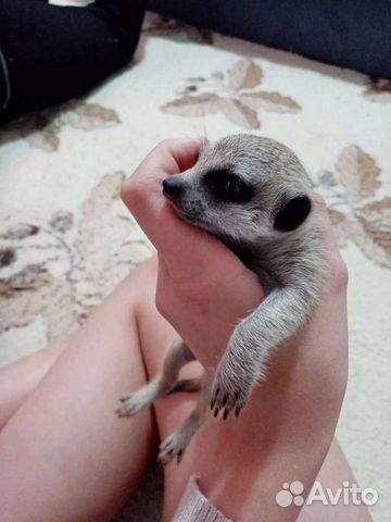 Сурикатики