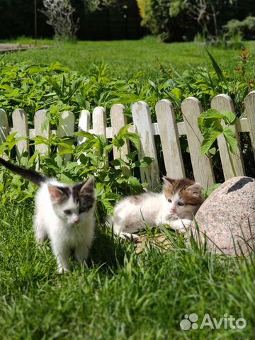 Котята в добрые руки и на счастье