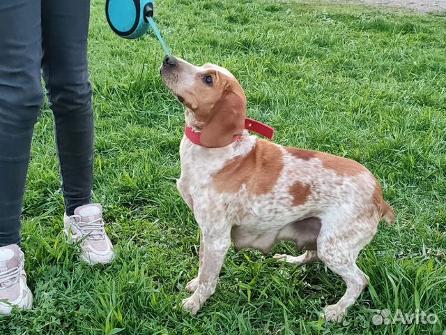 В добрые руки, Метис спаниеля и мелкой гончей