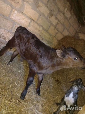 Теленок 3 недели бычок