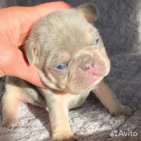 Лилак Тан Лиловые Француженки